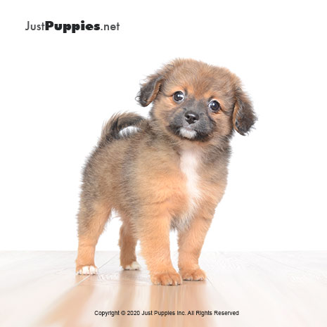Puppies for Sale - Current Availability