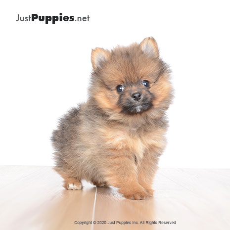 Puppies for Sale - Current Availability