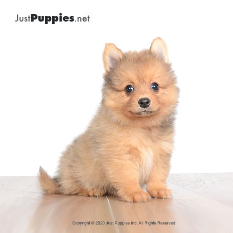 Puppies for Sale - Current Availability