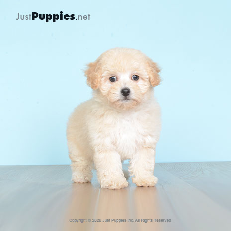 Puppies for Sale - Current Availability