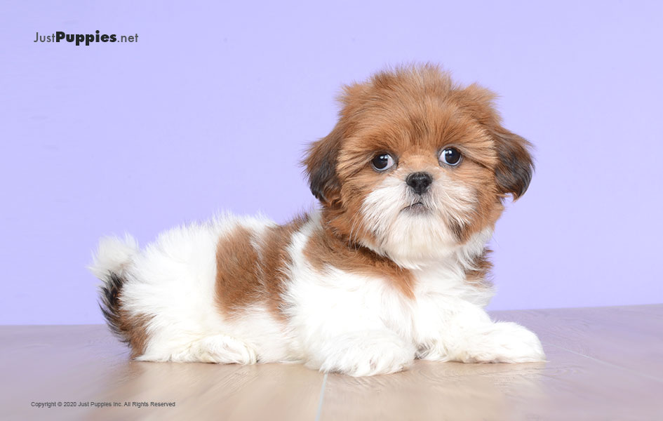 Puppies for Sale - Current Availability