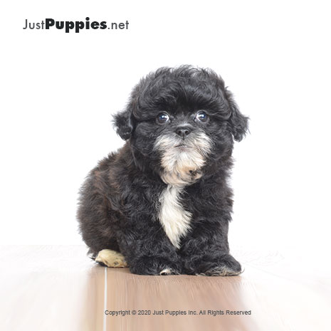 Puppies for Sale - Current Availability